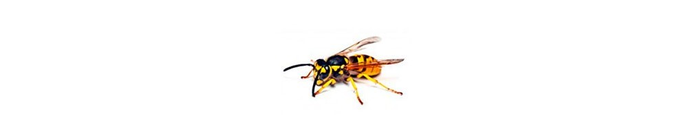 Insecticida para Avispas Profesional Veneno | Envío 24h