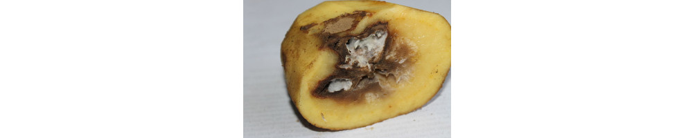 MILDIU EN PATATA: Tratamiento y Fotos