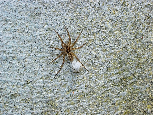 ARAÑA DE JARDÍN 【INFO】 TIPOS DE ARAÑAS