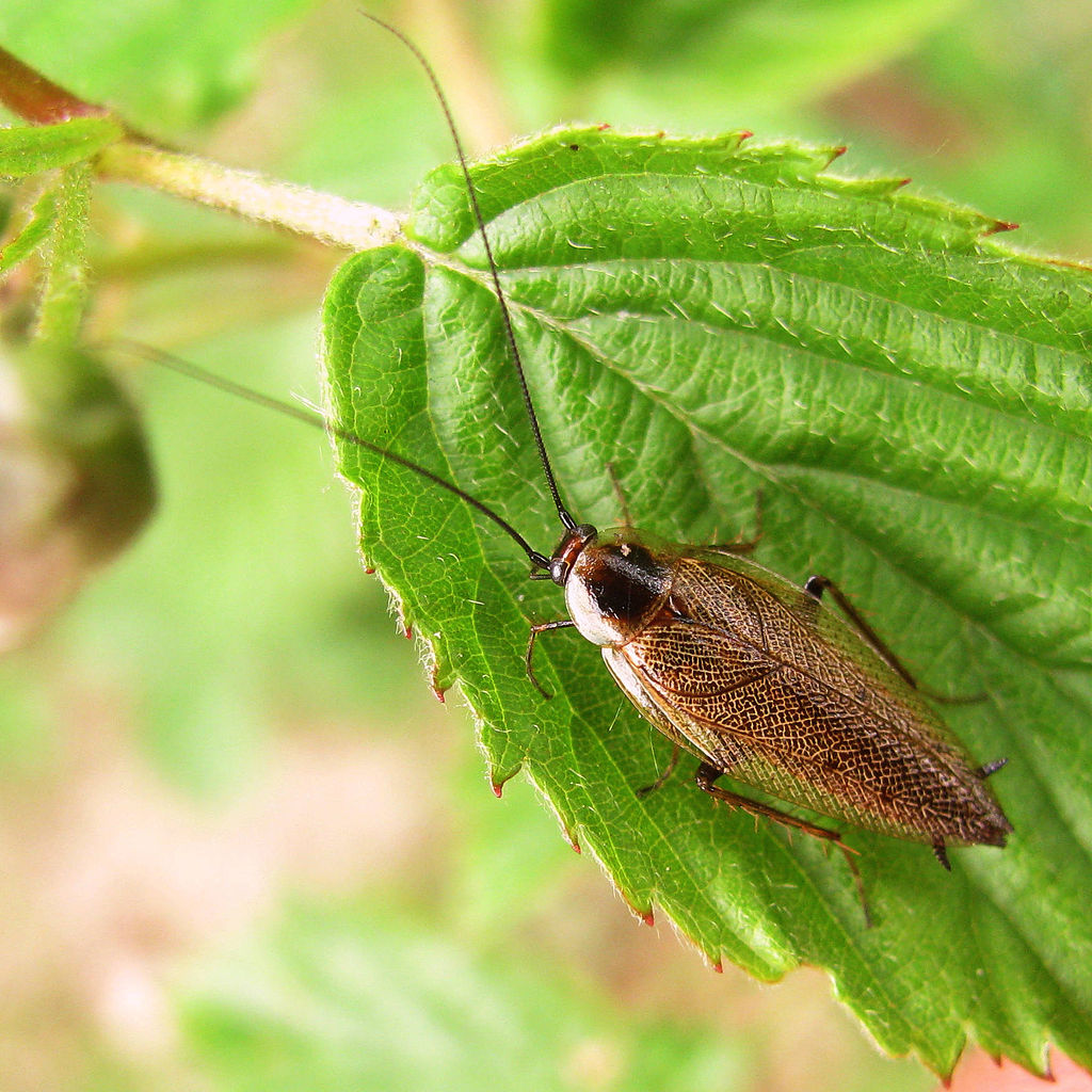 CUCARACHAS VOLADORAS 【INFO y TIENDA】 - Plagas online