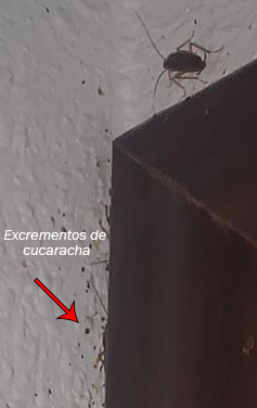 CACA DE CUCARACHA - EXCREMENTO DE CUCARACHA - Plagas online