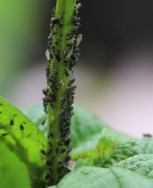 TRIPS PLAGA - EL MEJOR INSECTICIDA COMO ELIMINARLOS - Plagas online