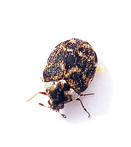 Escarabajos de las Alfombras ¿Como Eliminar?