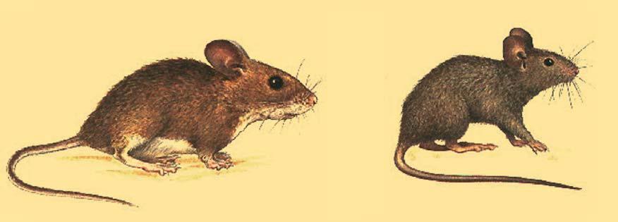 ¿Como matar eliminar las Ratas? Consejos Productos 2022