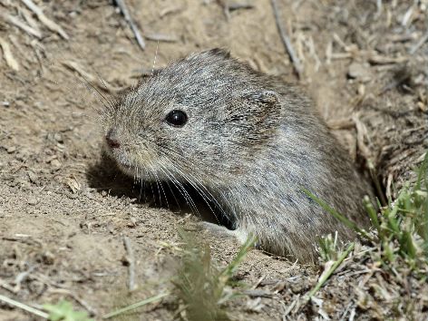 Cómo eliminar Topos y Topillos